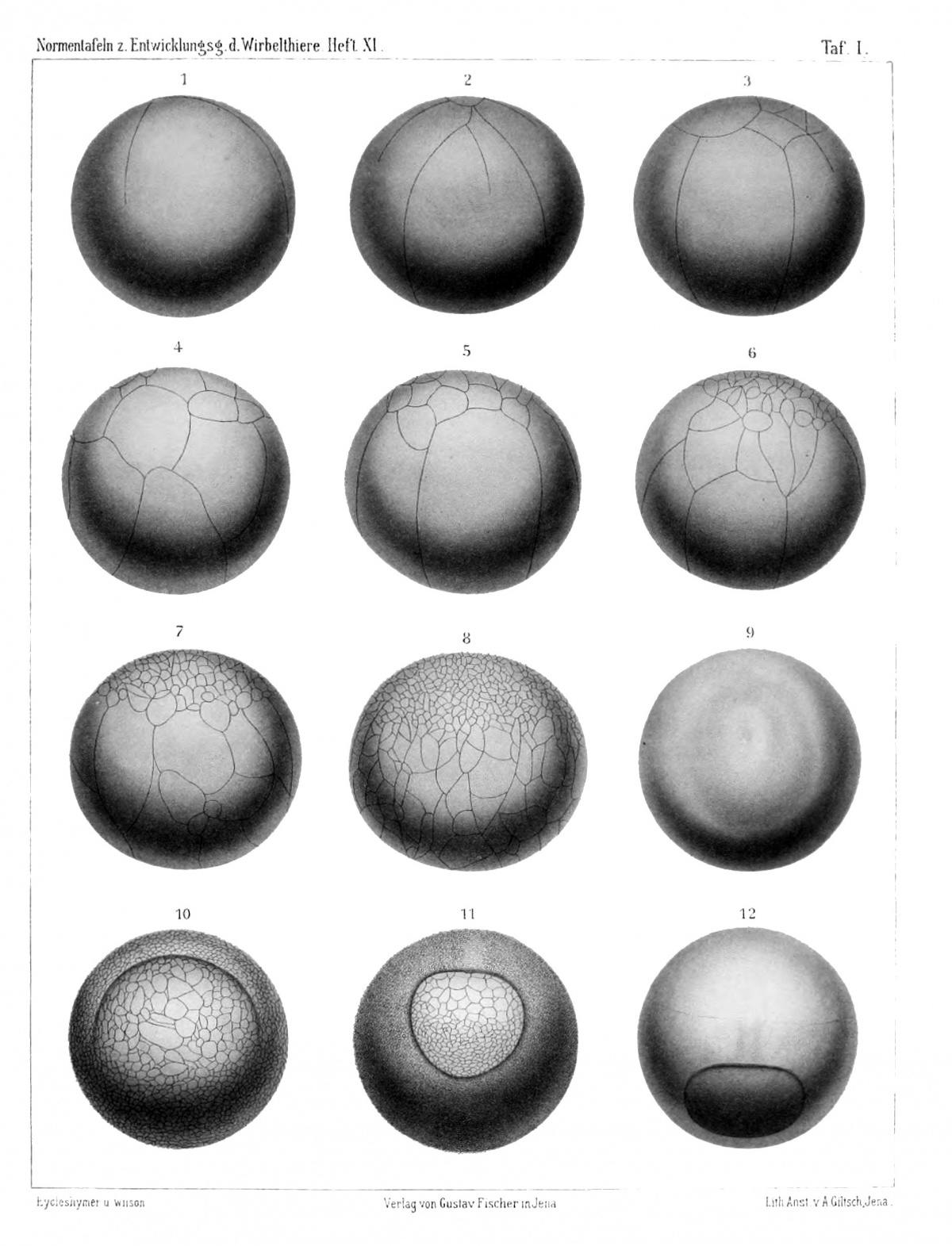 Book - Normal Plates of the Development of Vertebrates 11 - Embryology