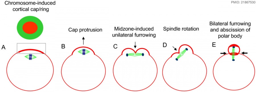 Oocyte Development - Embryology