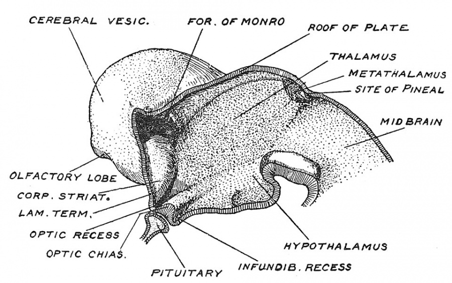 Human Embryology and Morphology 9 - Embryology
