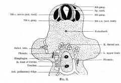 Respiratory System - Diaphragm - Embryology