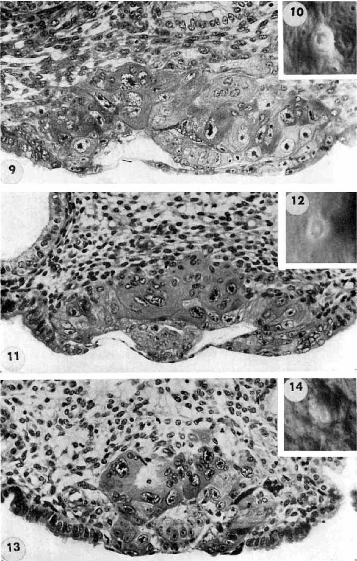 Paper - A description of 34 human ova within the first 17 days of ...