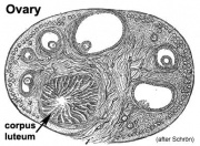 Primordial Germ Cell Development - Embryology