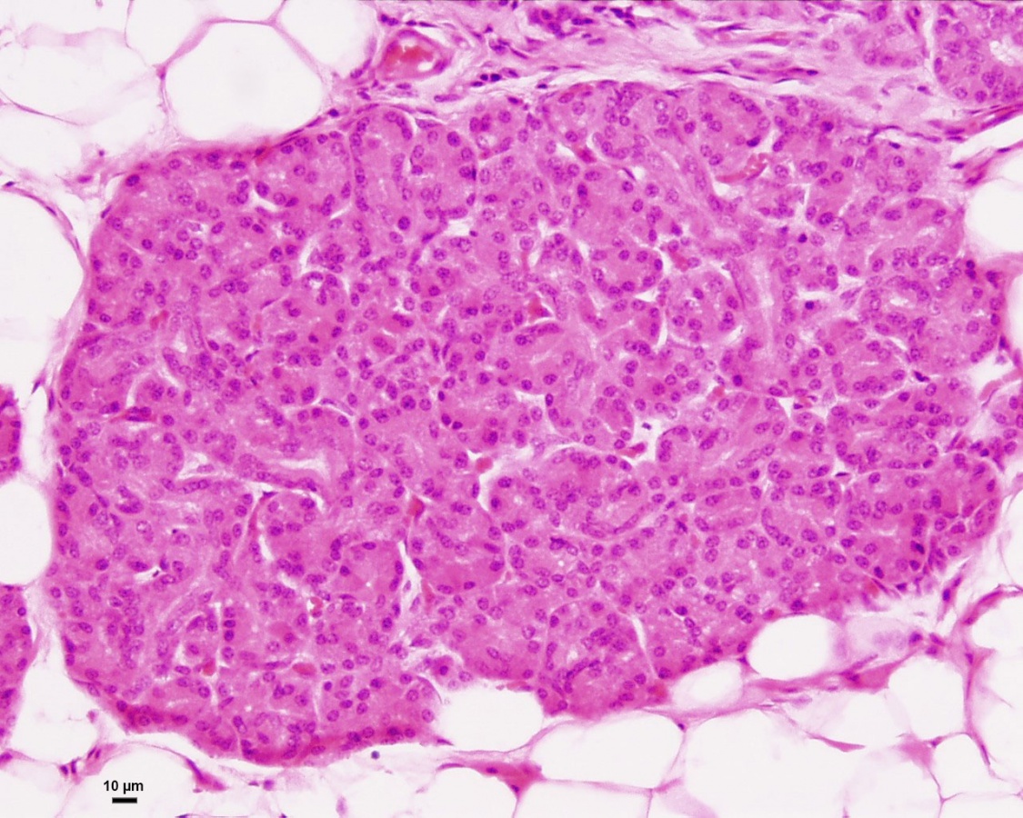 File:Lingual gland histology 01.jpg - Embryology