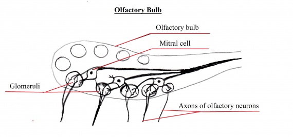 2012 Group Project 4 - Embryology