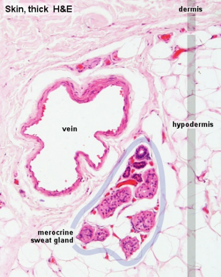 Foundations - Histology Cells and Tissues - Embryology