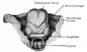 Tongue Development - Embryology