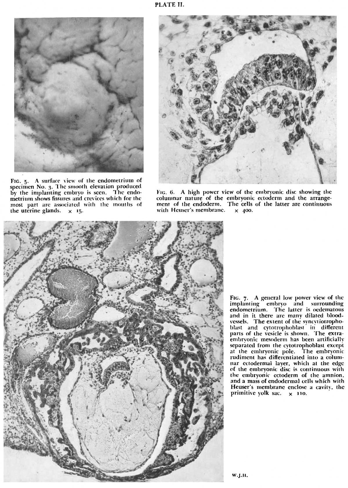 Paper - Phases of maturation, fertilization and early development in ...
