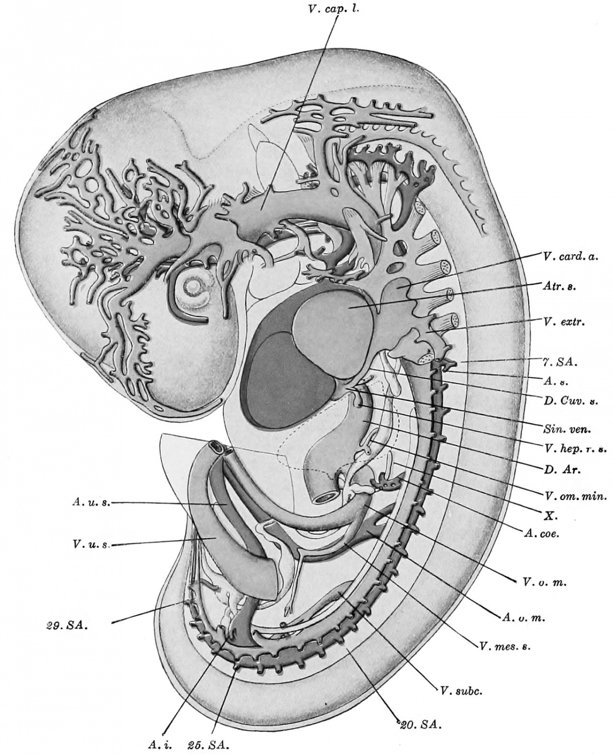 Book - Manual of Human Embryology 18-5 - Embryology