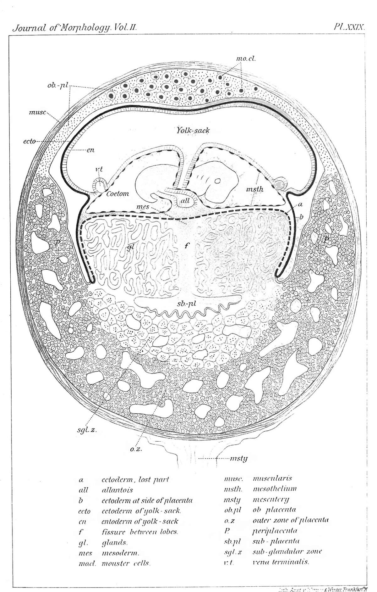 Book - Uterus And Embryo - Plates (1889) - Embryology