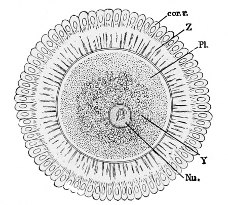 Book - A Laboratory Text-Book of Embryology 2 (1903) - Embryology