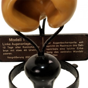 Embryology History - Ziegler Models - Embryology