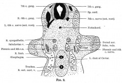 Respiratory System - Diaphragm - Embryology