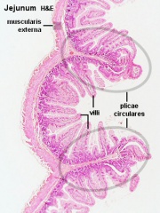 ANAT2241 Gastro-Intestinal System - Embryology