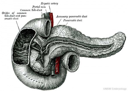 Gastrointestinal Tract - Pancreas Development - Embryology