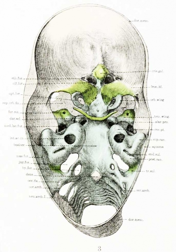 Paper - The cartilaginous skull of a human embryo twenty-one ...