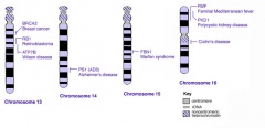 Trisomy 13 - Embryology