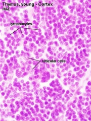 Thymus Development - Embryology