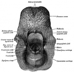Tongue Development - Embryology