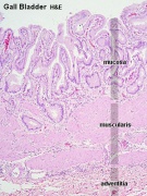 Gastrointestinal Tract - Histology - Embryology