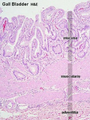 Gastrointestinal Tract - Histology - Embryology