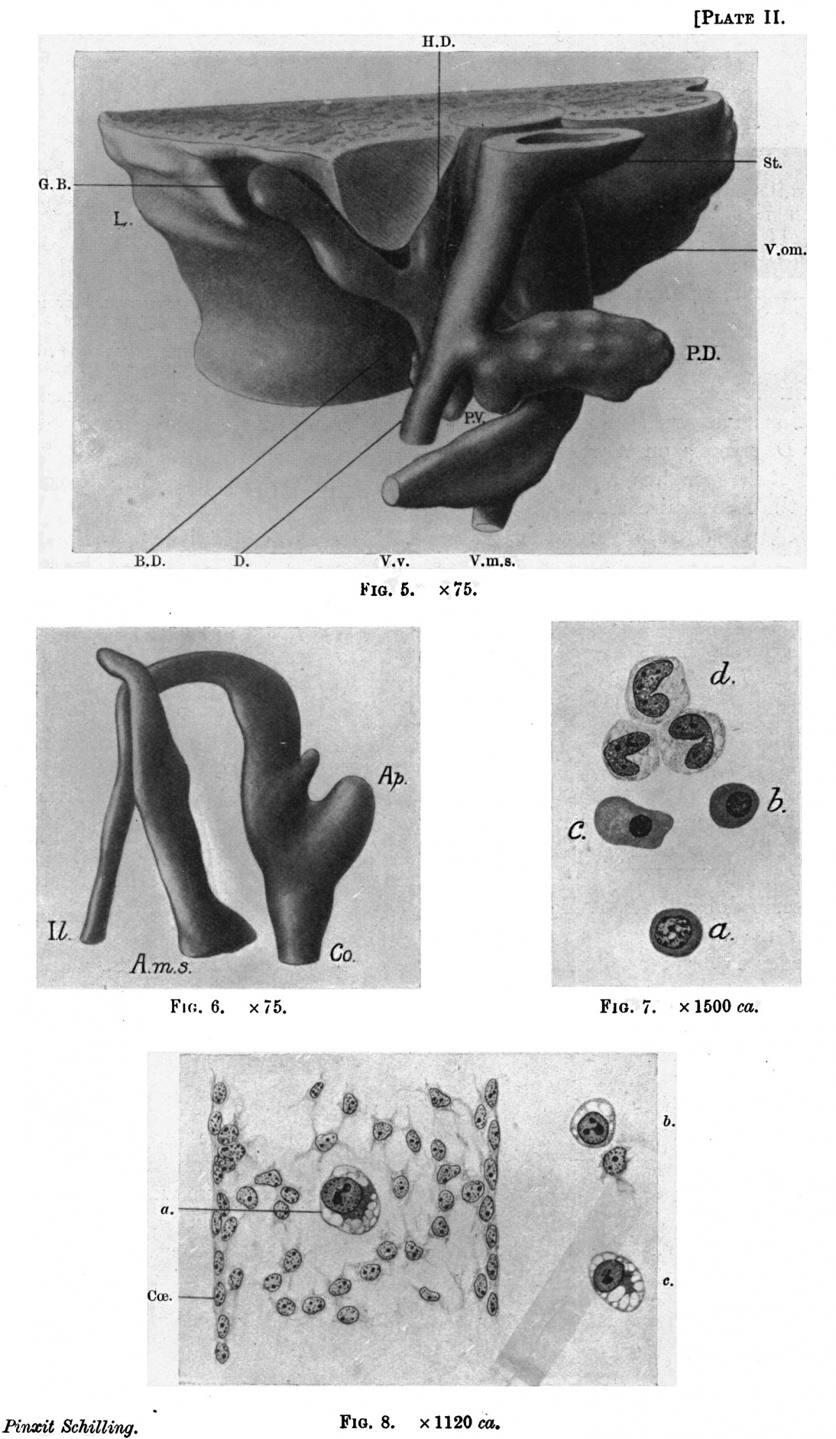 Paper - The Morphology and Histology of a Human Embryo of 8.5 mm ...