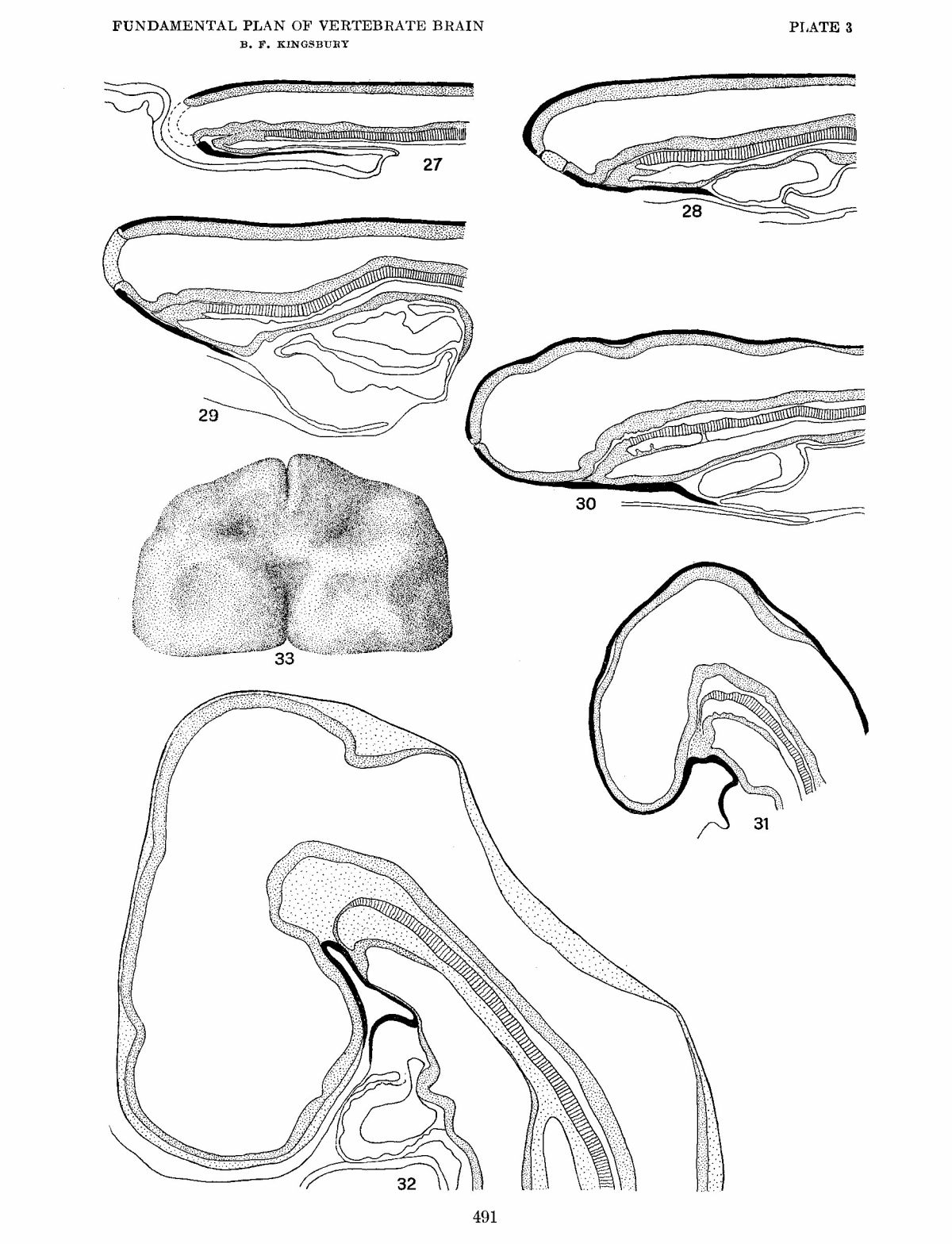 Paper - The fundamental plan of the vertebrate brain - Embryology