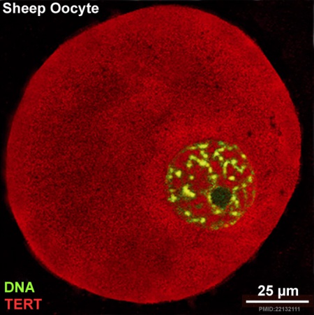 Sheep Development - Embryology