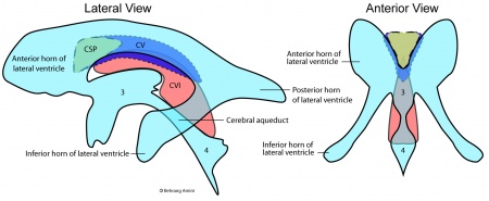 Neural - Ventricular System Development - Embryology