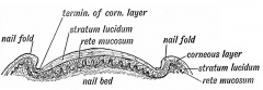 Integumentary System - Nail Development - Embryology
