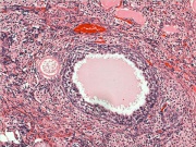 BGDA Practical 3 - Oogenesis and Ovulation - Embryology