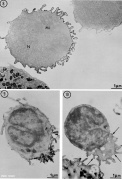 Immune System Development - Embryology