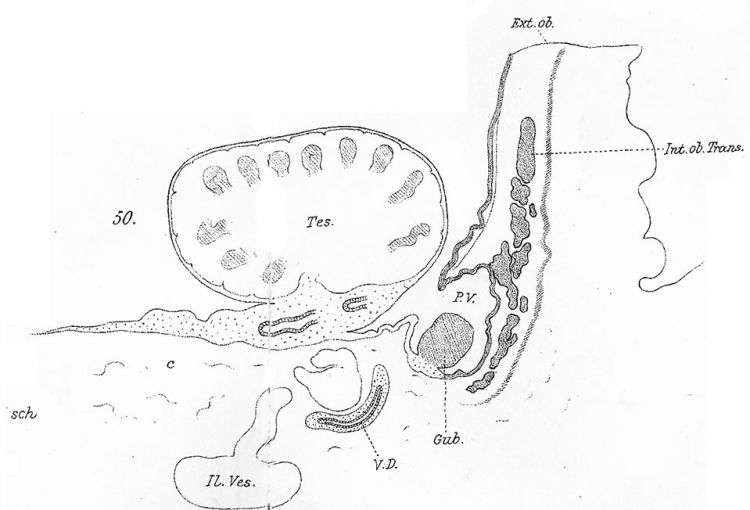 Paper - Development and transition of the testis, normal and abnormal 4 ...