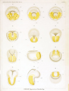Paper - The Organization and Cell-Lineage of the Ascidian Egg - Embryology