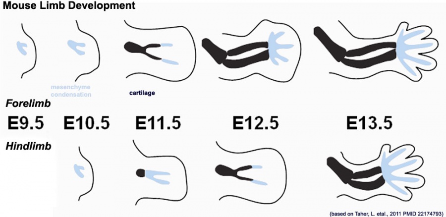 Lecture - Limb Development - Embryology