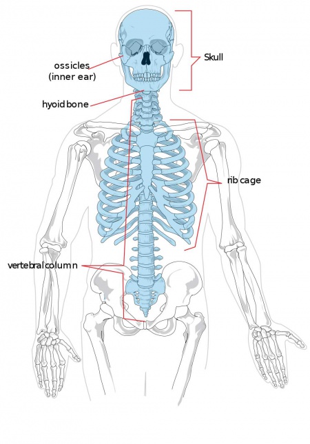Musculoskeletal System - Axial Skeleton Development - Embryology