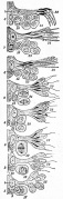 Rat Development - Embryology