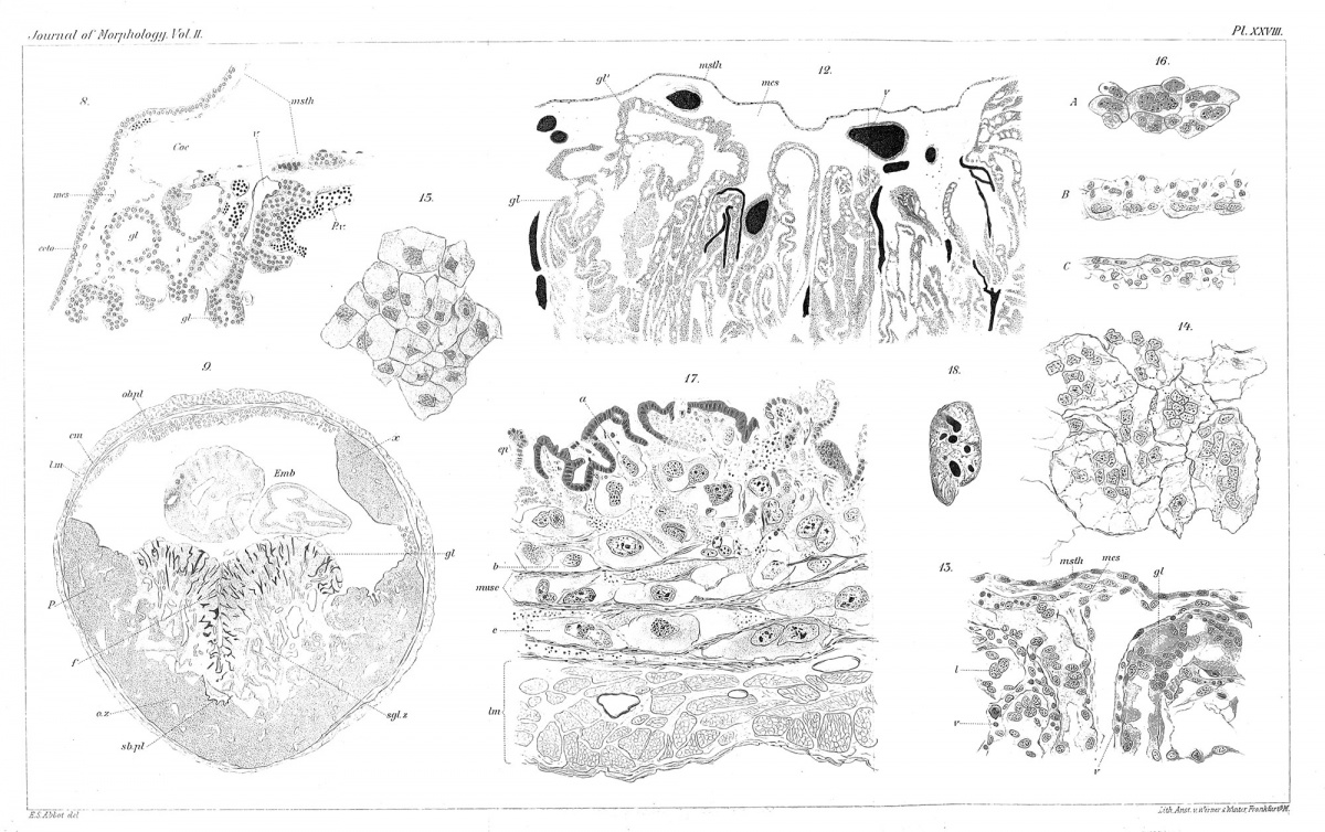 Book - Uterus And Embryo - Plates (1889) - Embryology