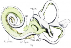 Paper - Development of the otic capsule 2 - Embryology