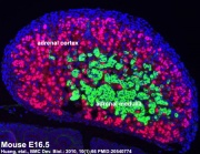 Category:Mouse E16.5 - Embryology