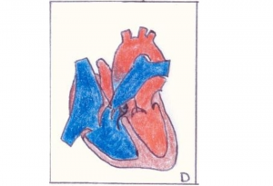 2011 Group Project 2 - Embryology