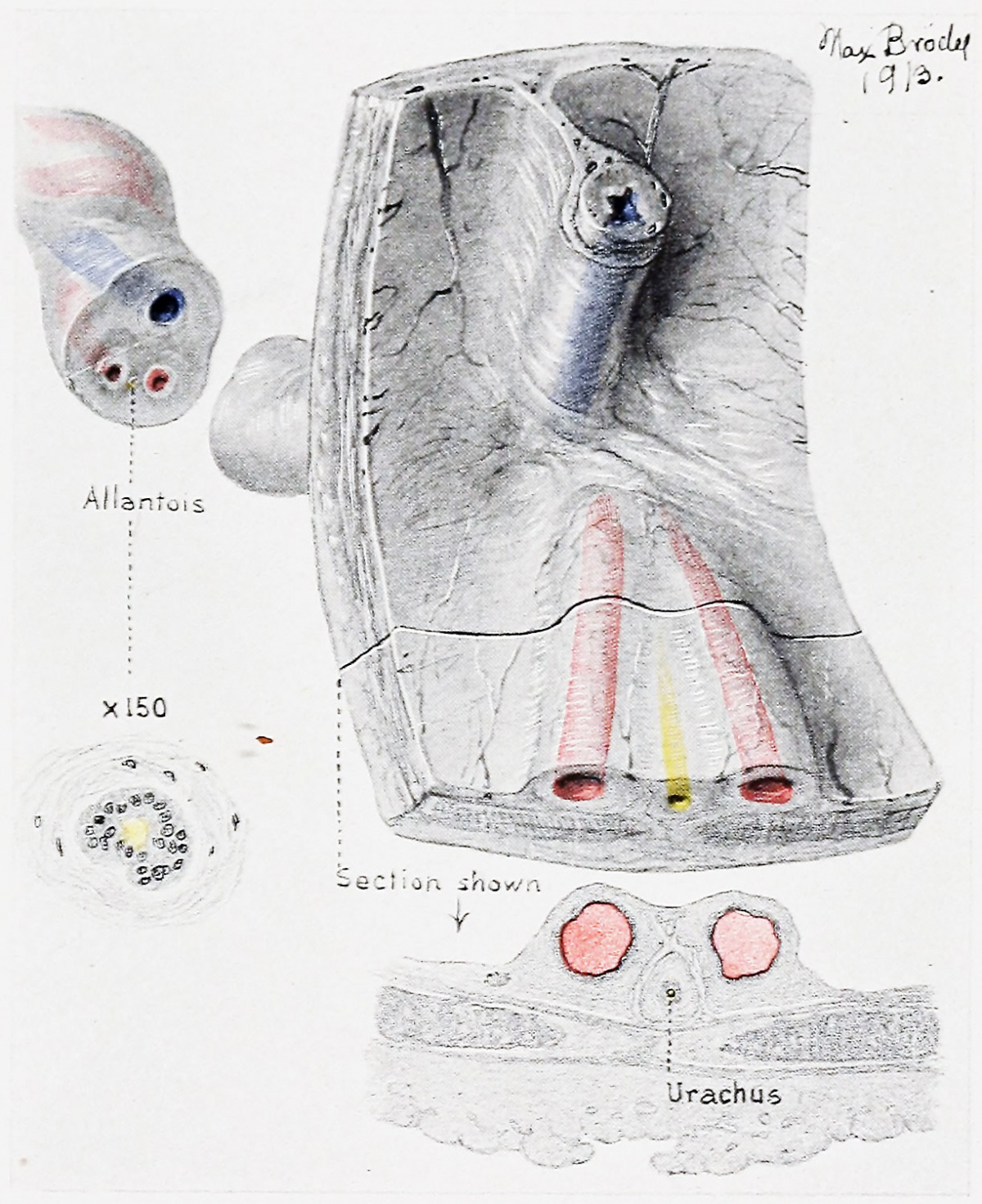 Book - Umbilicus (1916) 1 - Embryology