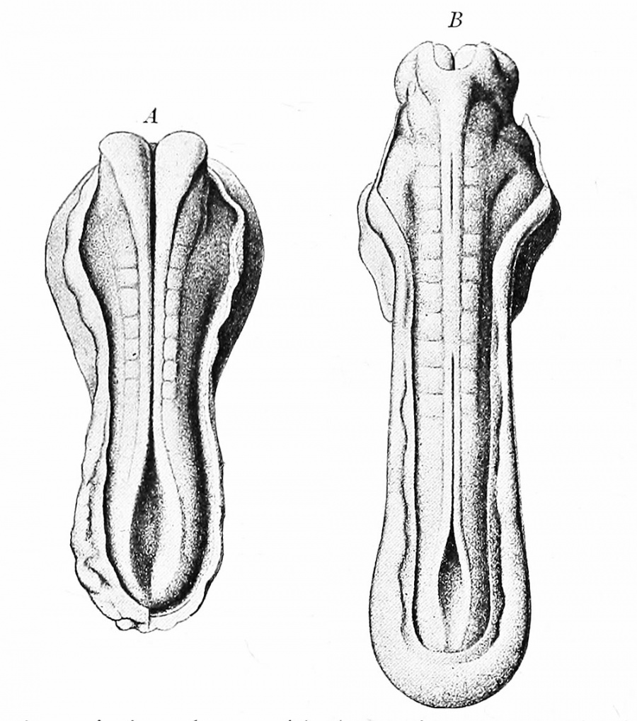 Book - Developmental Anatomy 1924-17 - Embryology