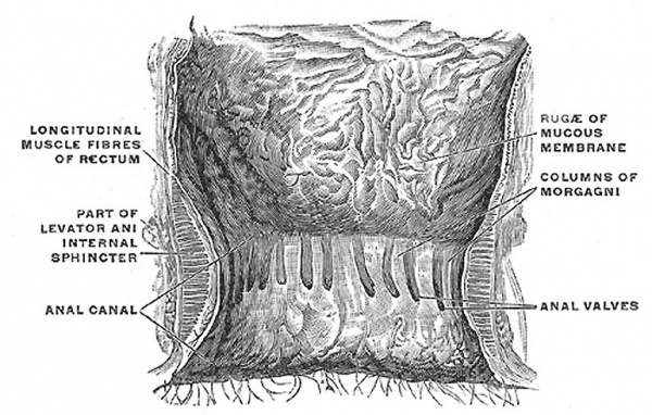 Gastrointestinal Tract - Colon Histology - Embryology