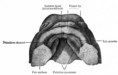 ANAT2341 Lab 6 - Fetal - Embryology