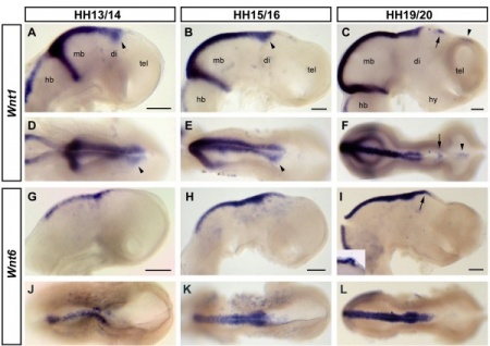 Developmental Signals - Wnt - Embryology