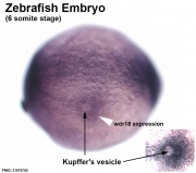 Zebrafish Development - Embryology