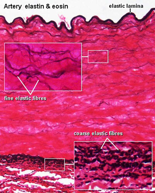 HM Practical - Blood Vessel Histology - Embryology