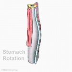 Stomach Rotation Movie - Embryology