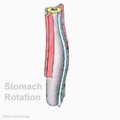 Stomach Rotation Movie - Embryology