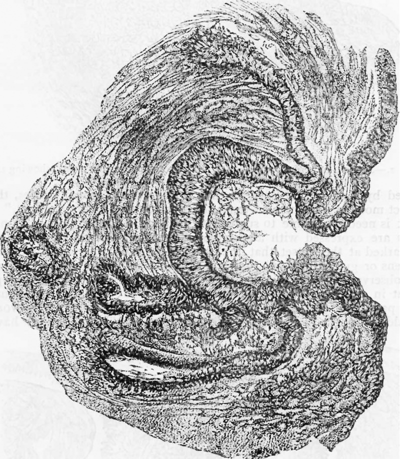 Paper - Development of the mammary gland - Embryology